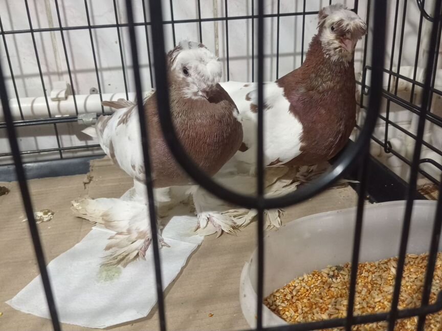 Купля продажа голубей