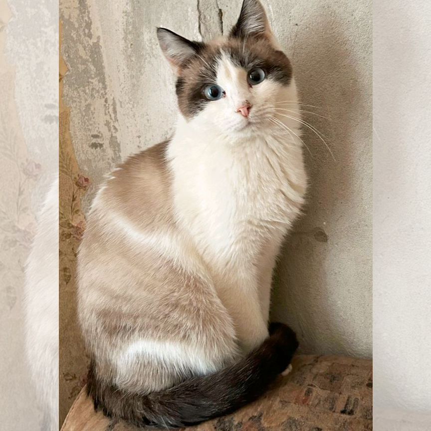 В добрые руки кот. Кастрирован