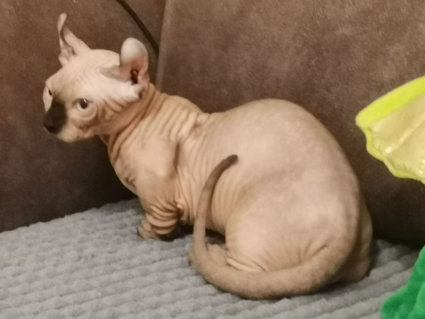 Двэльф мальчик