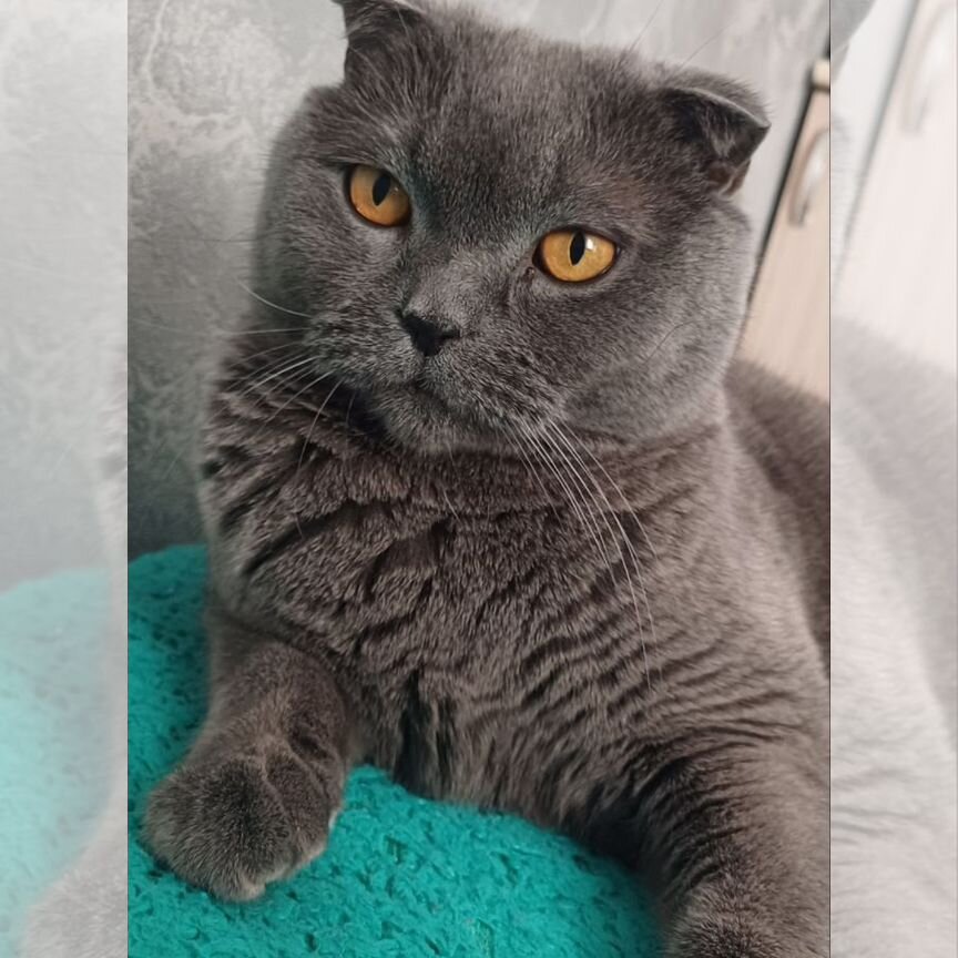 Шотландский вислоухий короткошёрстный, взрослый кот