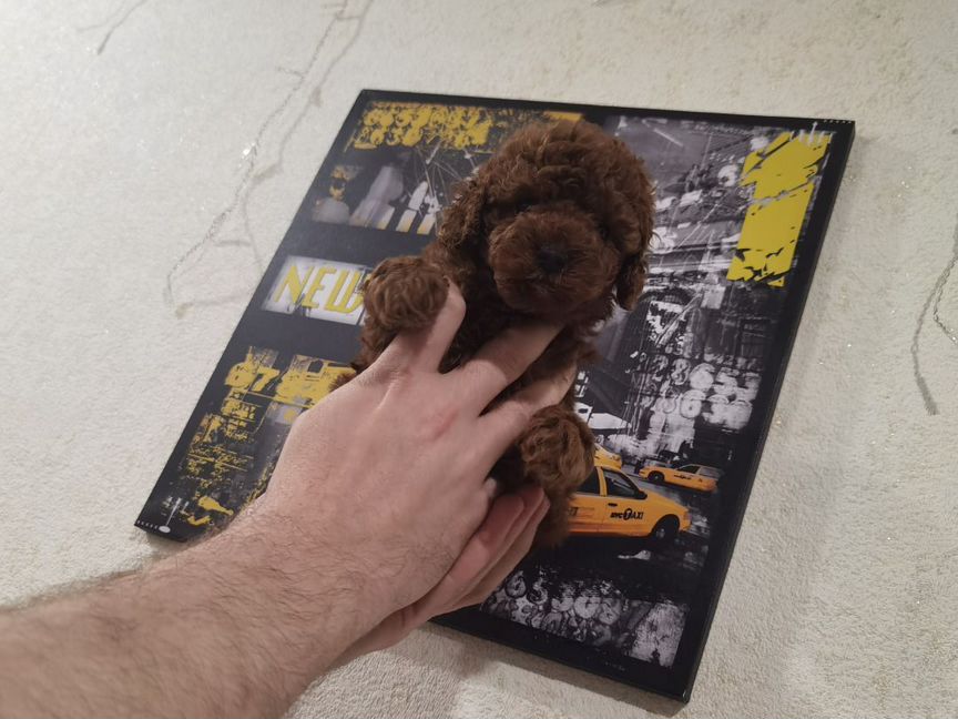 Мальтипу Тедди мини мальчик