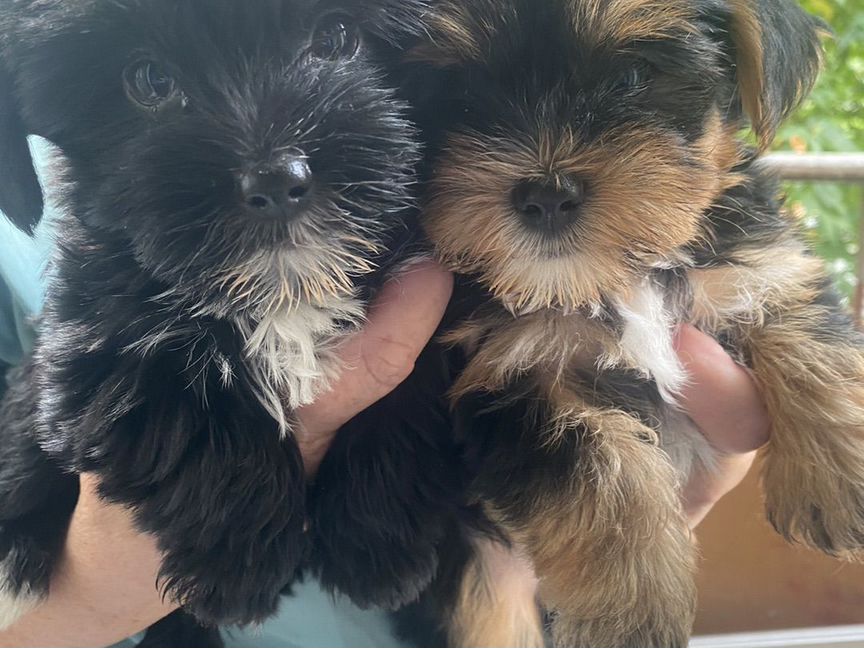 Йоркширский терьер мини черный бриллиант