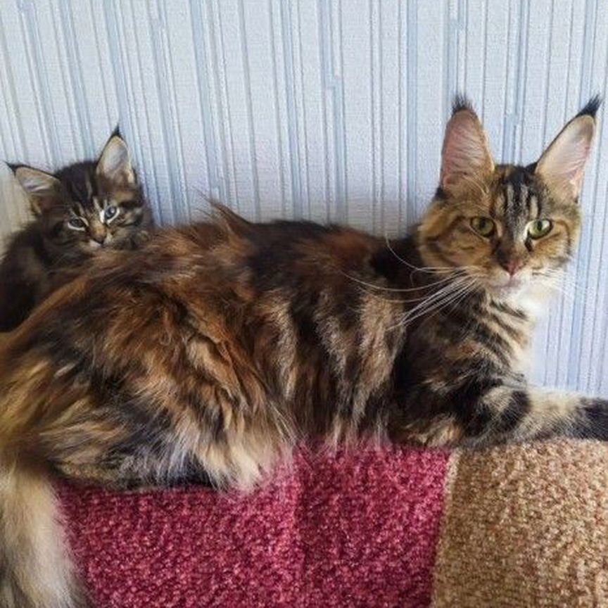 Мейн-кун котёнок