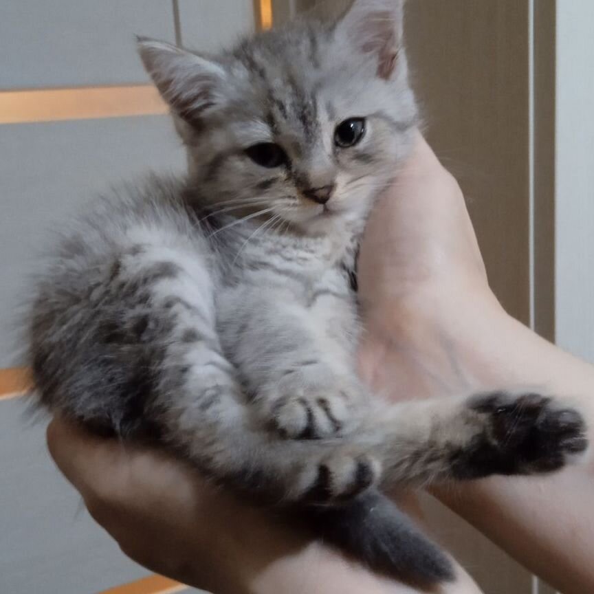 Котенок