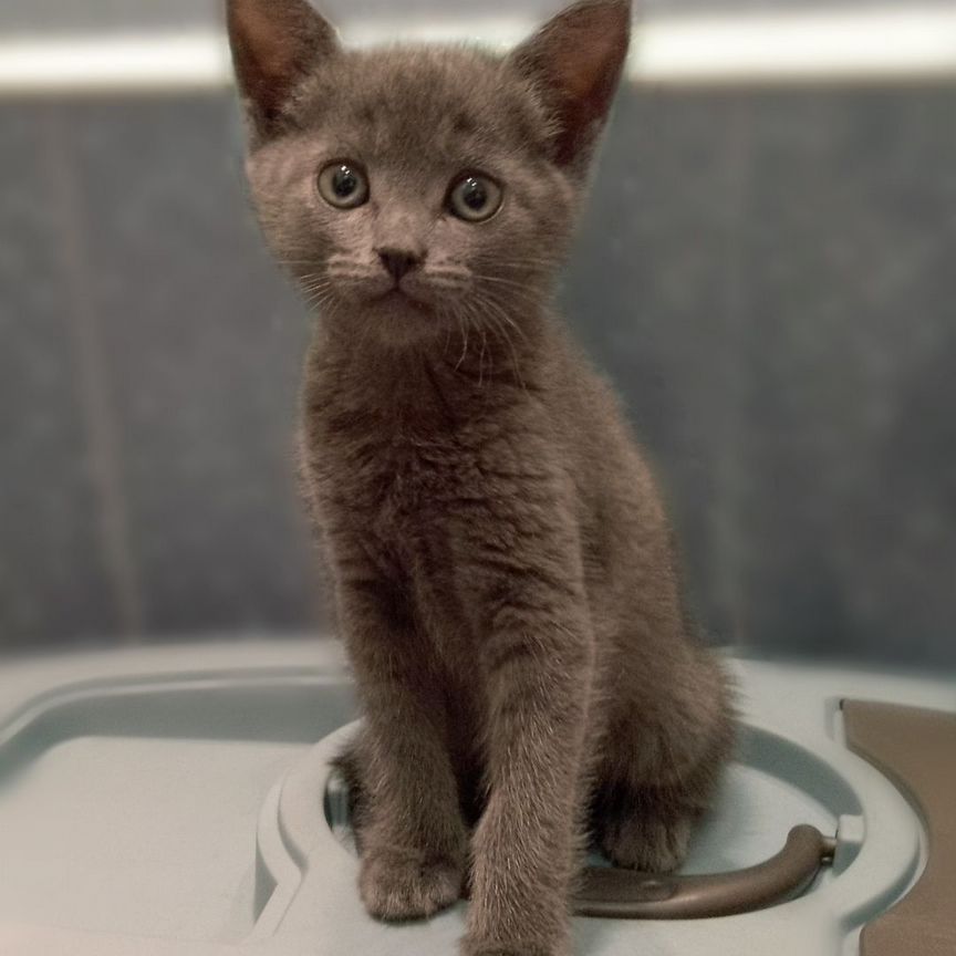 Отдам котенка 1.5 мес. в добрые руки