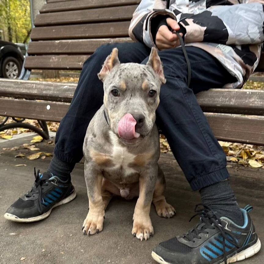 Американский булли покет