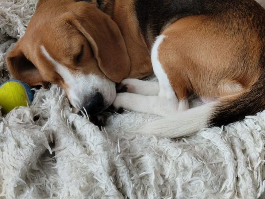 Щенки бигль с документами