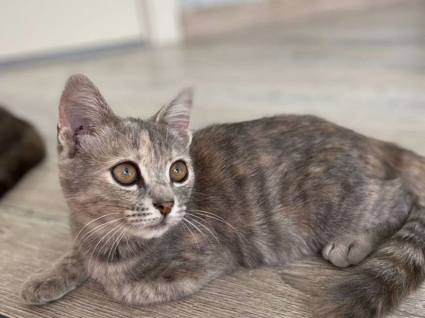 Котёнок в добрые руки, девочка, 3 месяца