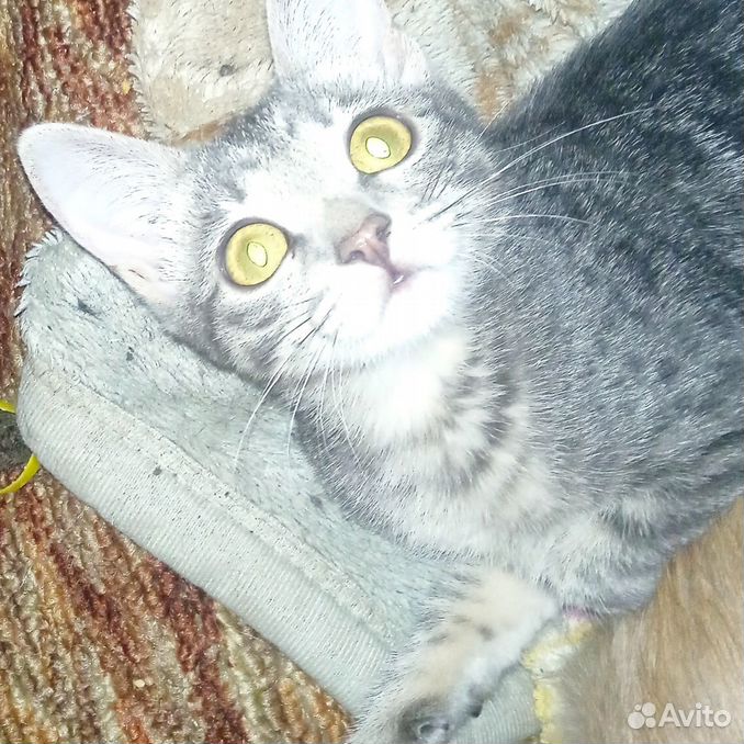 Два котенка ждут своих хозяев