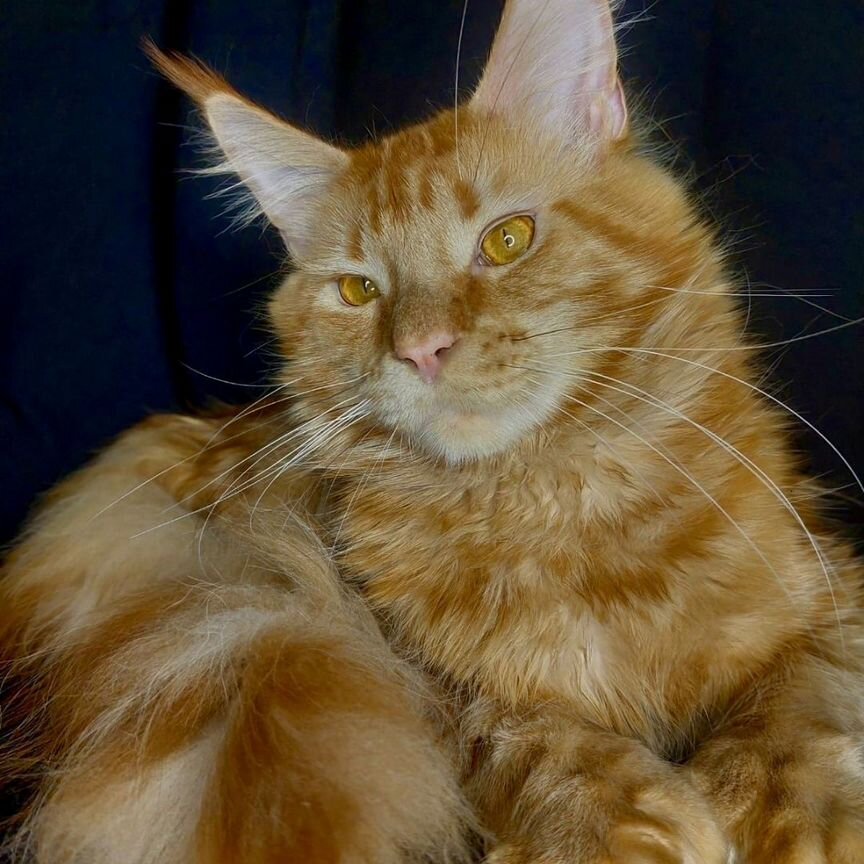 Мейн-кун поли 77/66