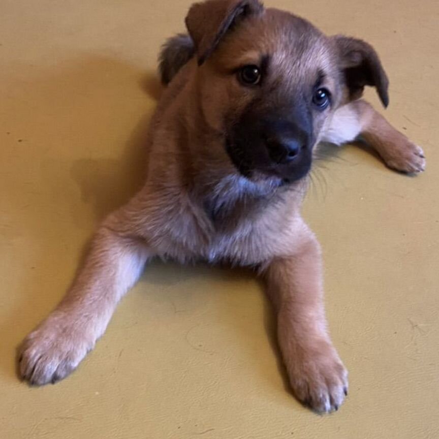 Щенок мальчик