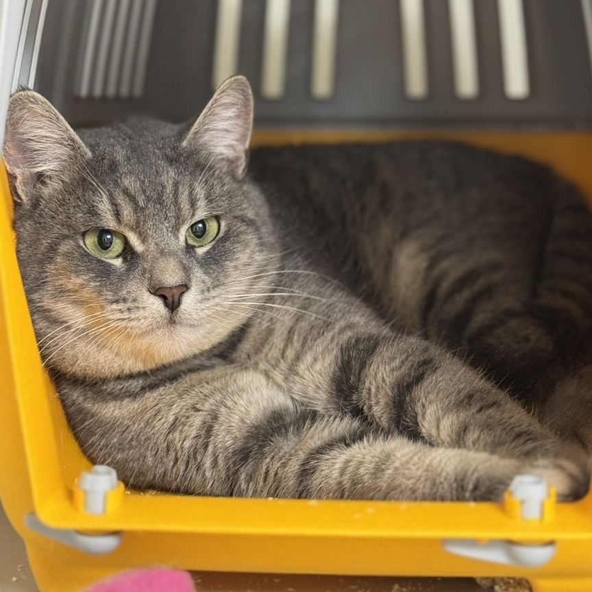 Взрослая кошка в добрые руки