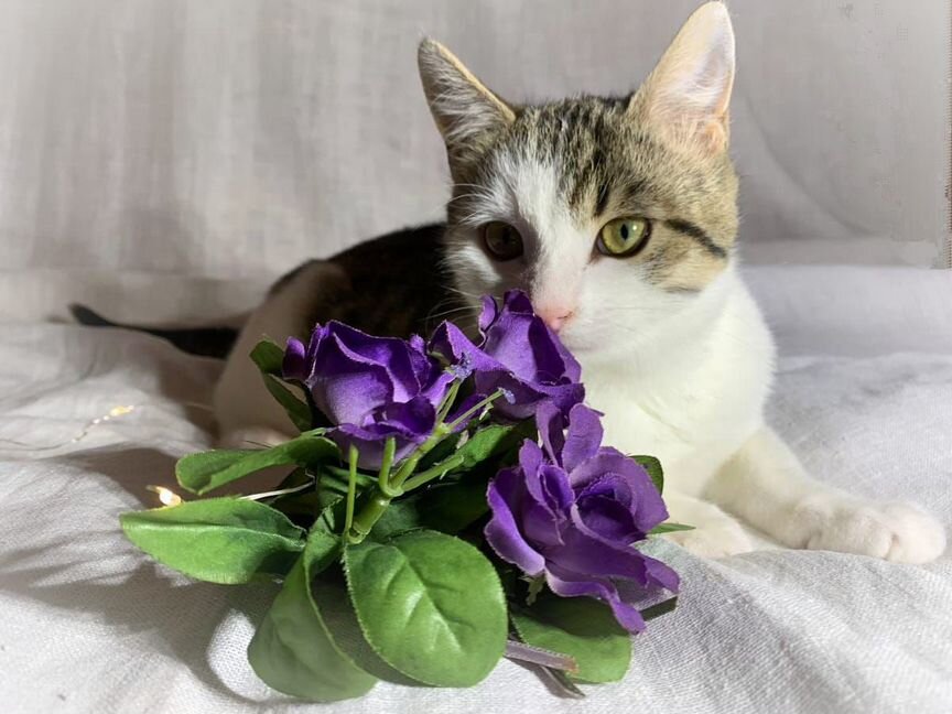 Котенок