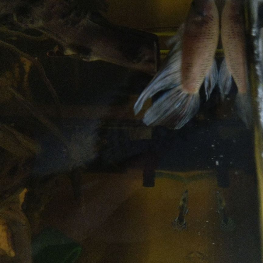 Рыбка петушок