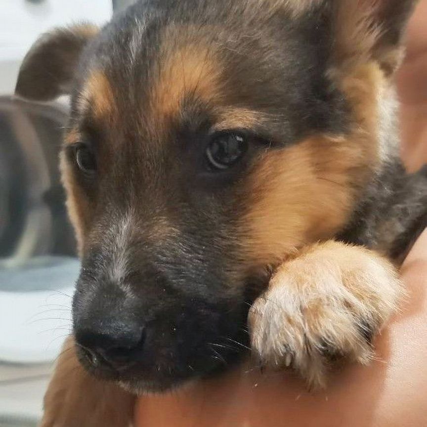 Щенок в добрые руки бесплатно Челябинск (Мишаня)