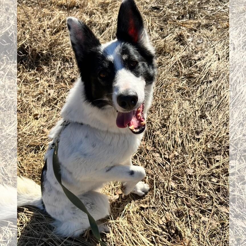 Так хочется гулять