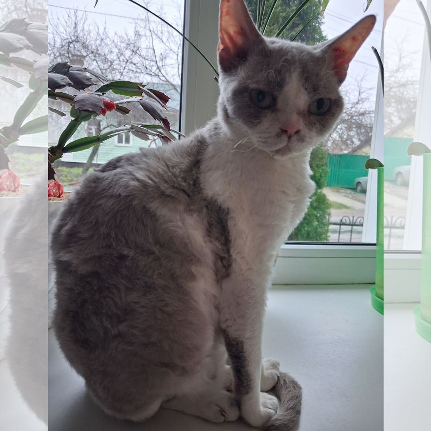 Девон-рекс, взрослая кошка