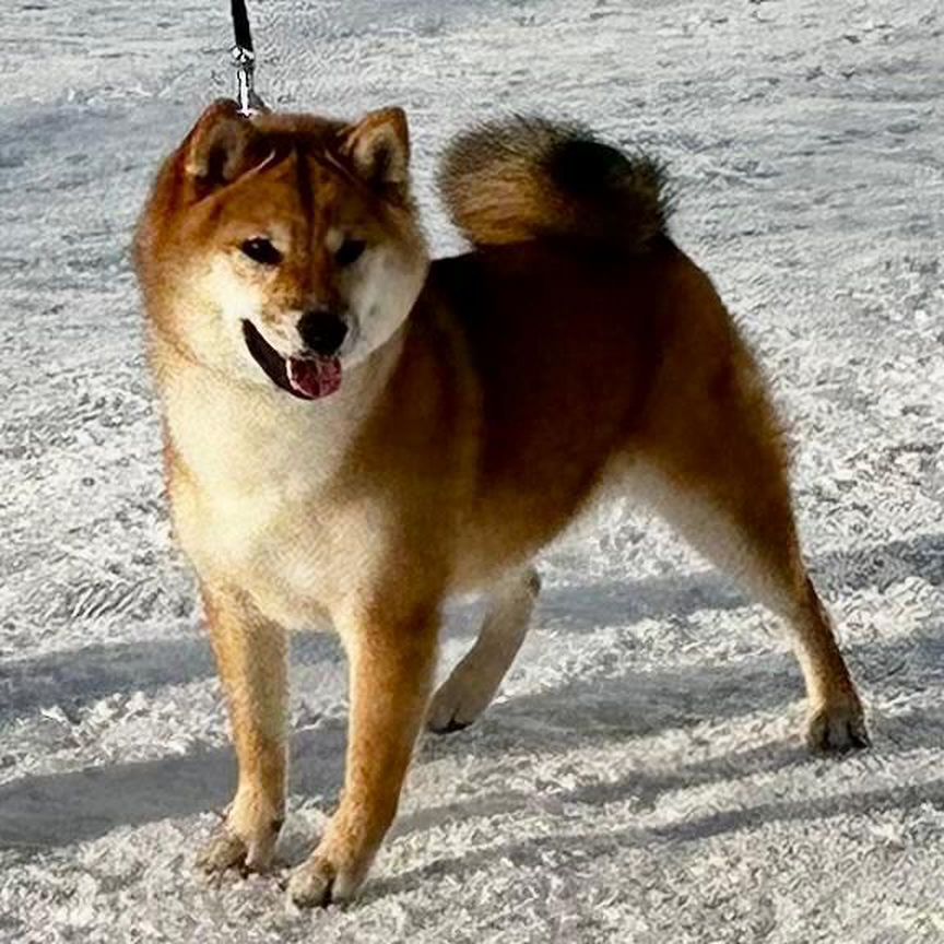 Щенок сиба