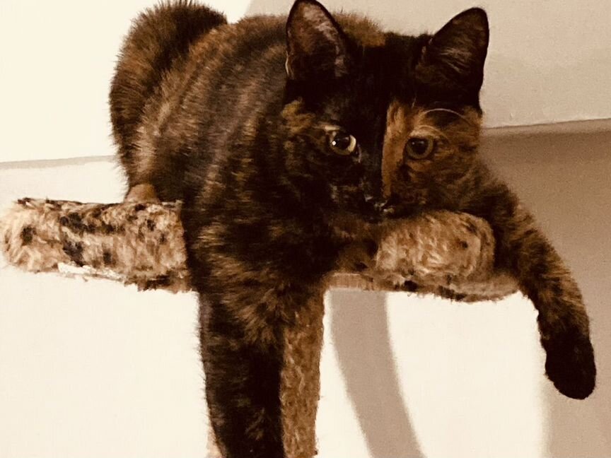 Кошки в добрые руки