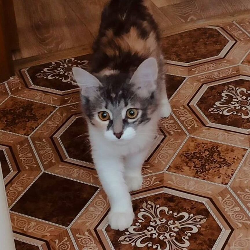 Котёнок в добрые руки