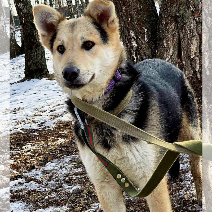 Собака в добрые руки