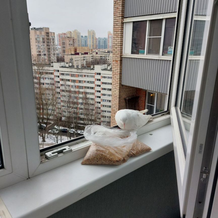 Голубь домашний