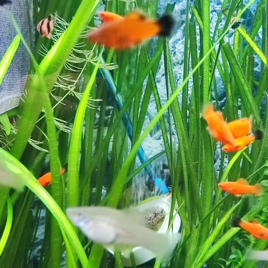 Меченосцы, барбусы суматранские