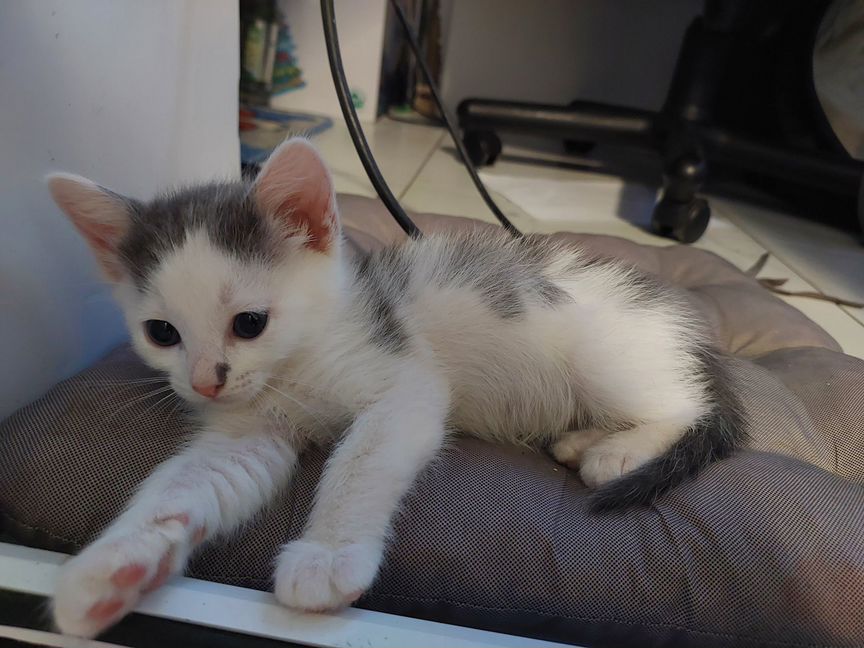 Котята от русской голубой кошки
