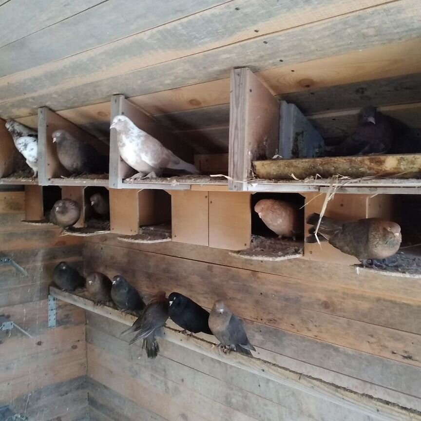 Голуби николаевские и агараны