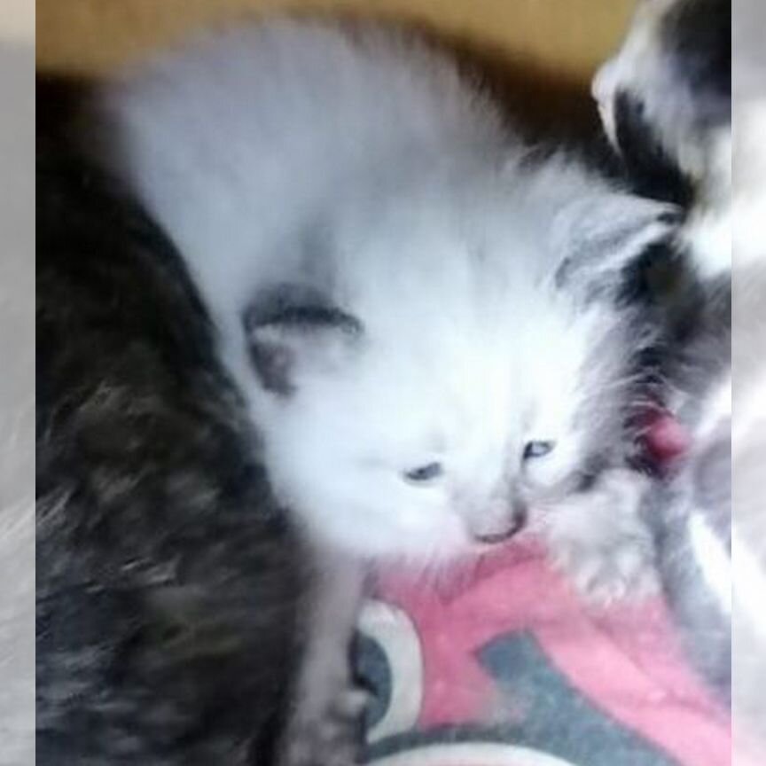 Котёнок в добрые руки