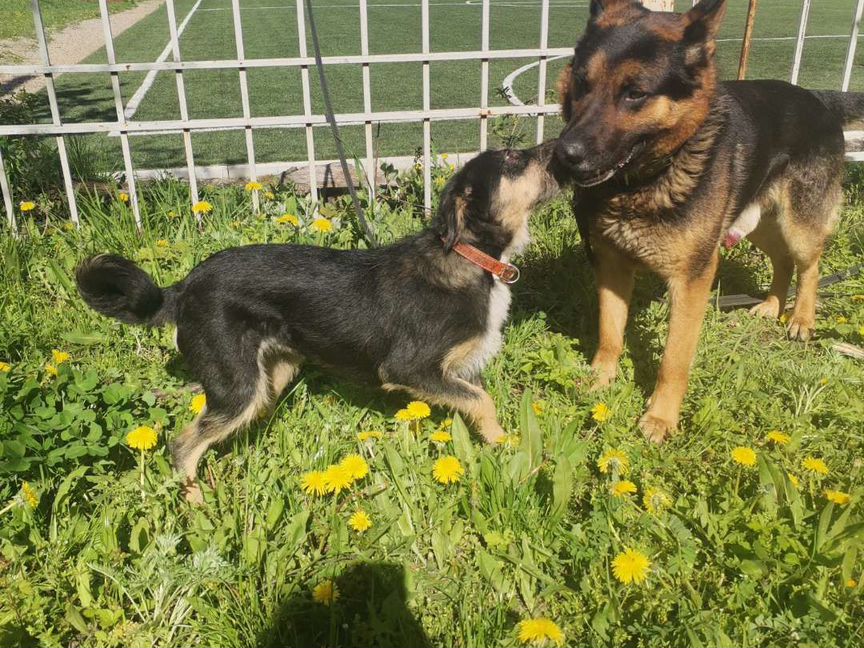 Ищем хорошего хозяина