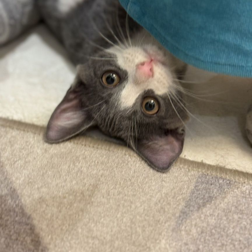 Котенок в добрые руки мальчик