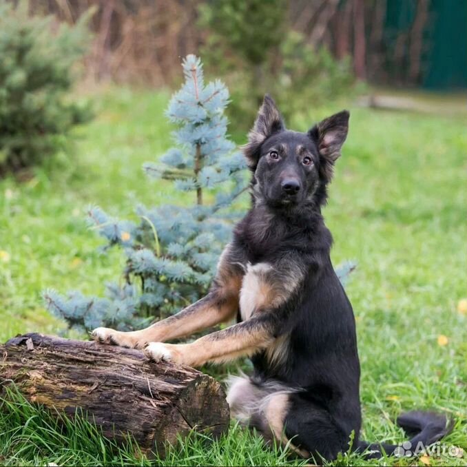 Щенок Потап в добрые надежные руки