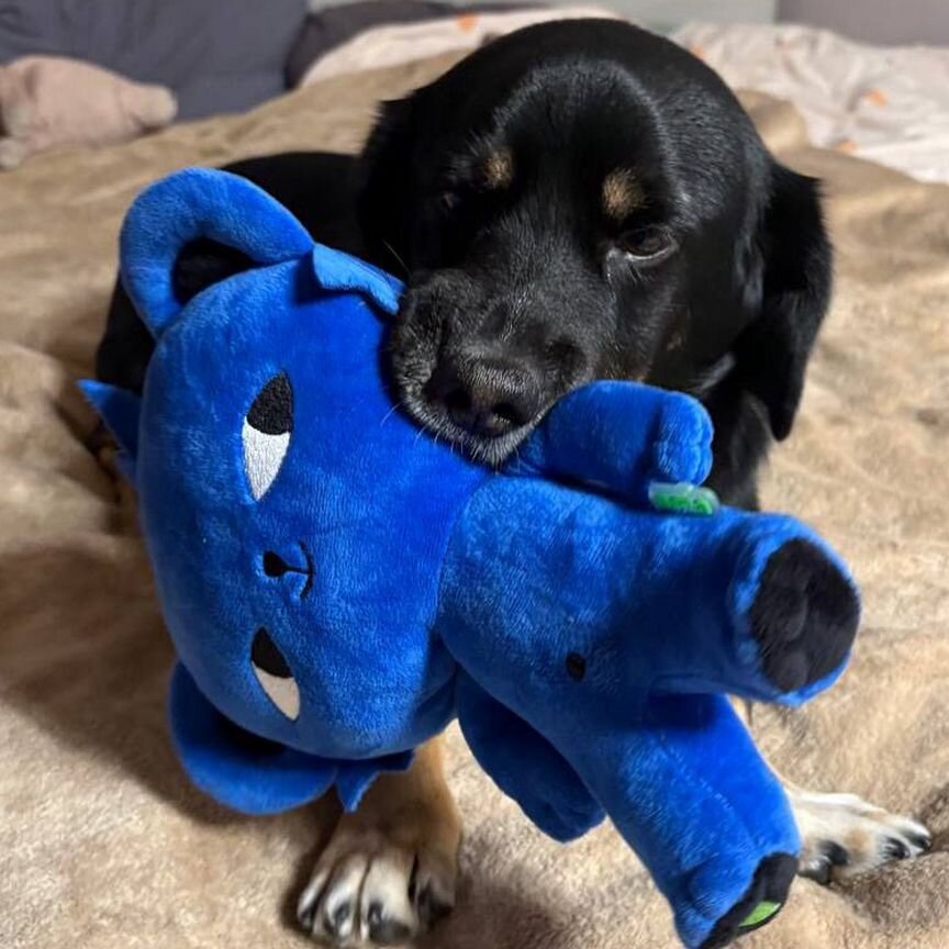 Взрослый пёс в добрые руки