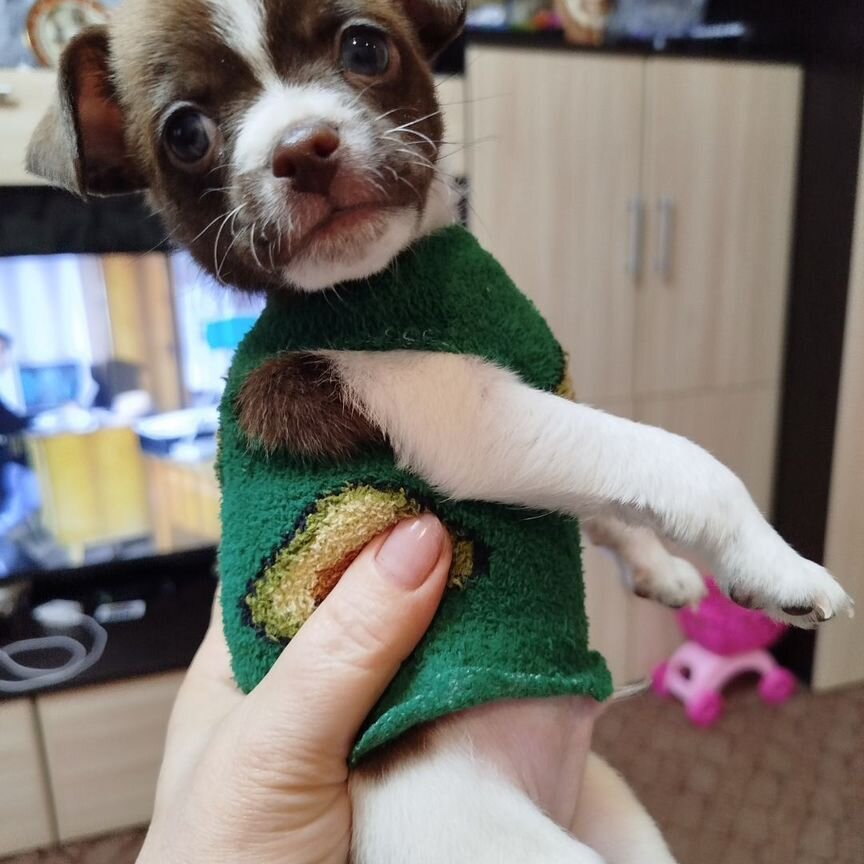 Чихуахуа мини