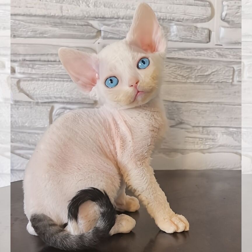 Голубоглазые котята дгг