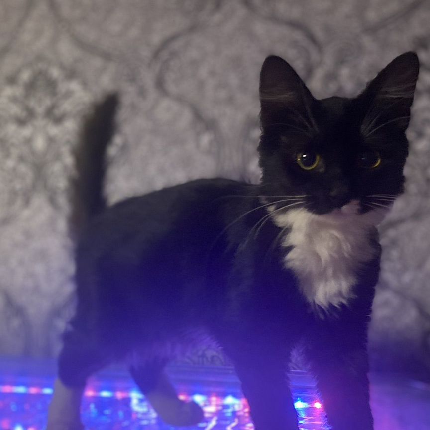 Котёнок в добрые руки