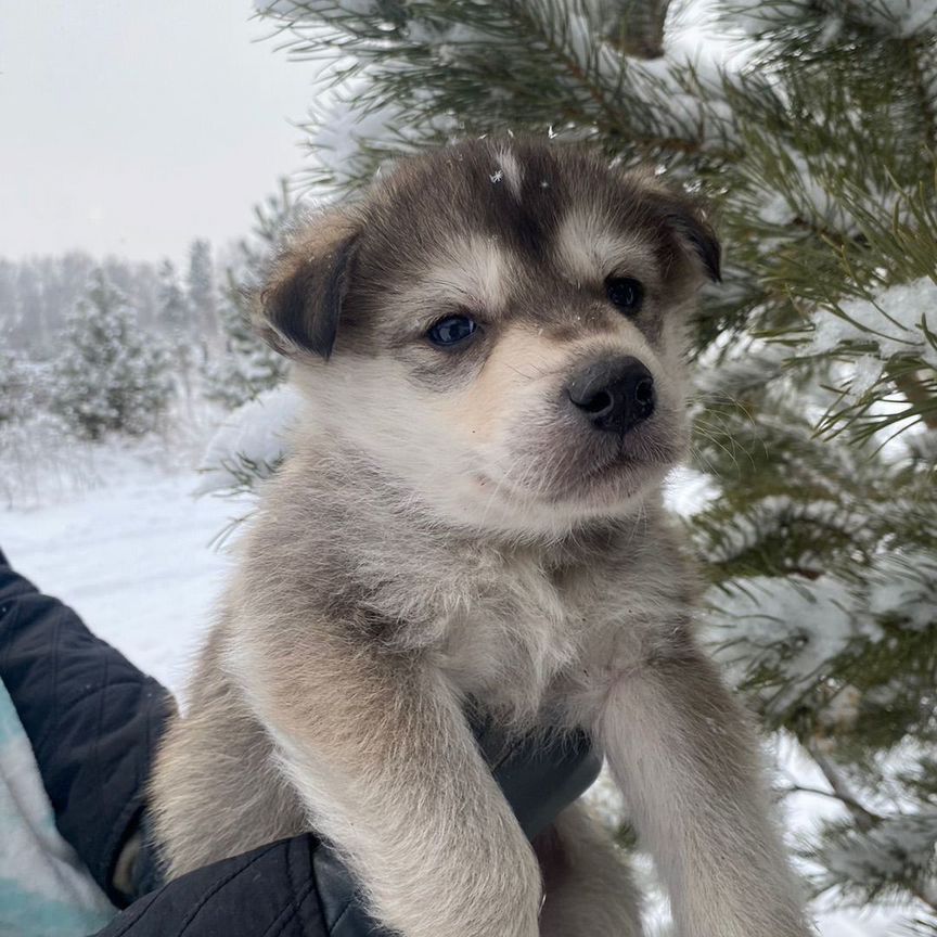 Щенки (будут среднего размера )