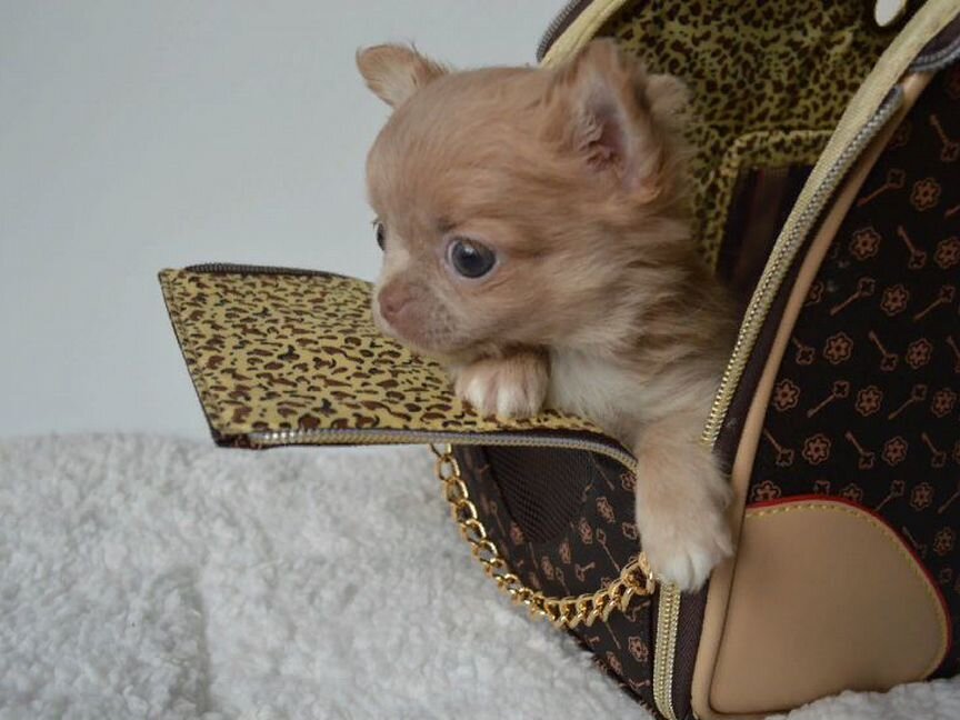 Чихуахуа мини щенок, чип,клеймо,ркф, от Чемпиона