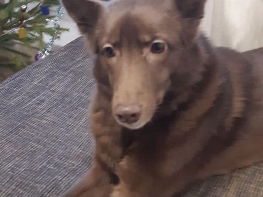 Найдена собака