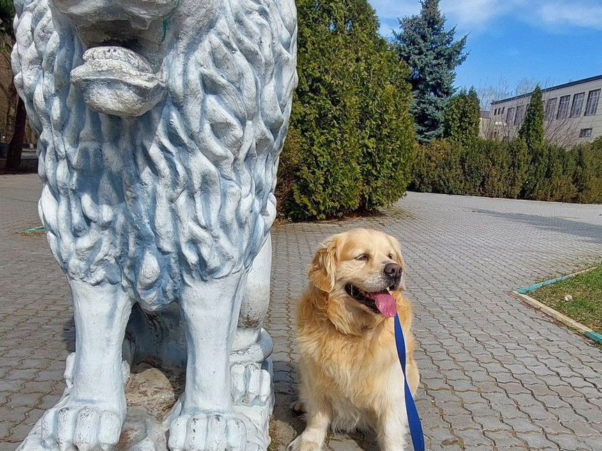 Голден ретривер ищет невесту