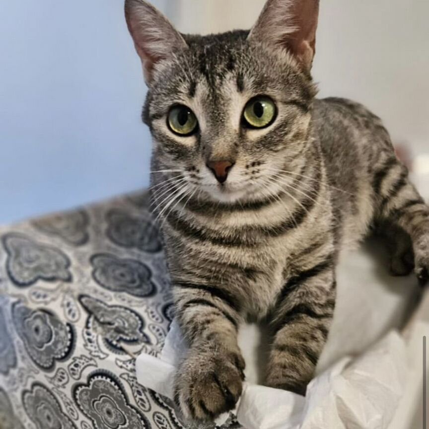 Кошка малышка в дар