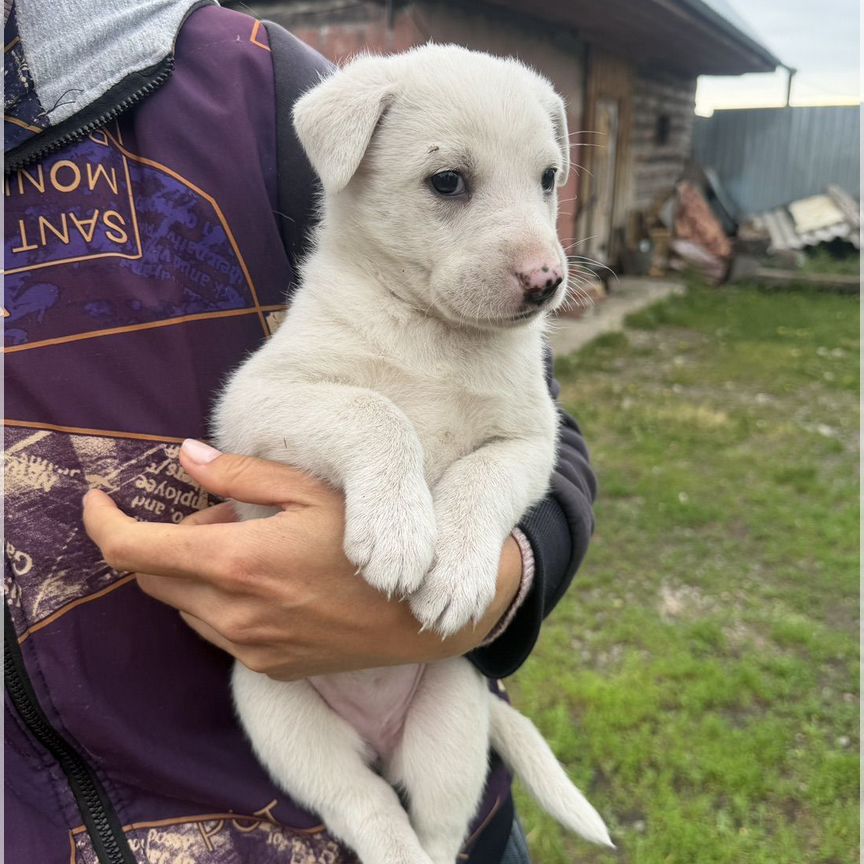Щенок в добрые руки