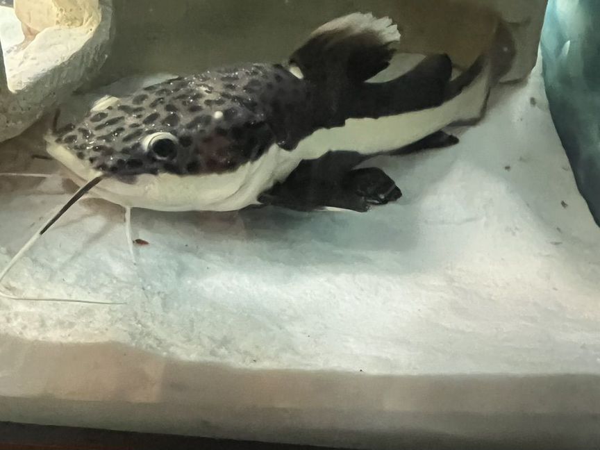 Краснохвостый сом (ориноко)