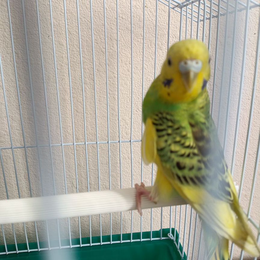 Попугай с клеткой