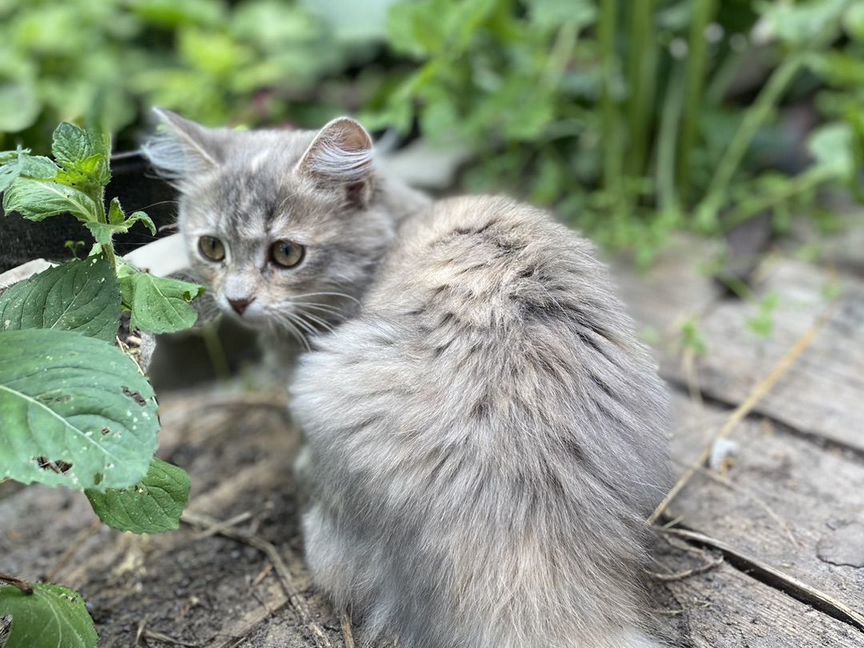 Сибирская кошка в добрые руки
