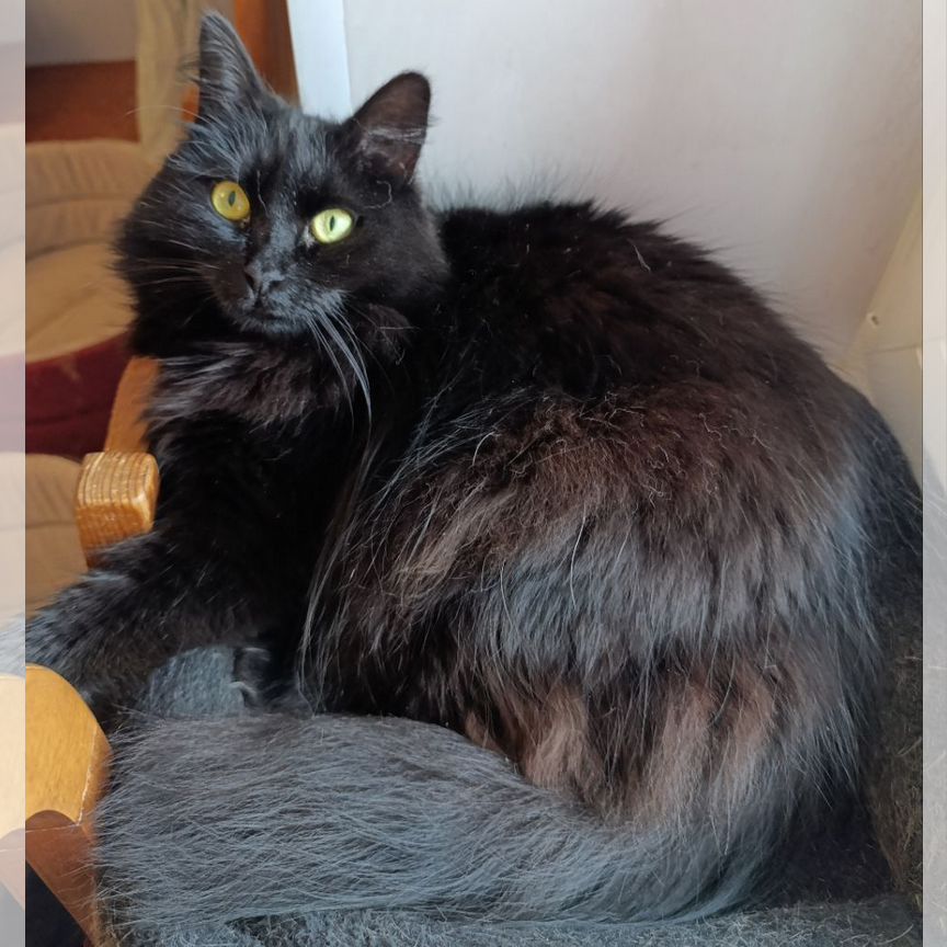 Кошка ласкуша в добрые руки