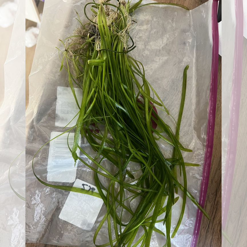 Аквариумное растение