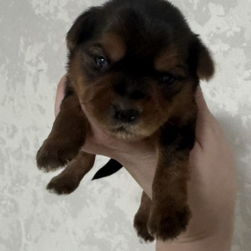 Йоркширский терьер, щенок