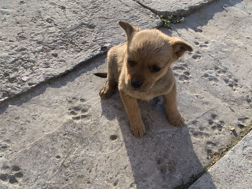 Щенки болонки мальтезе